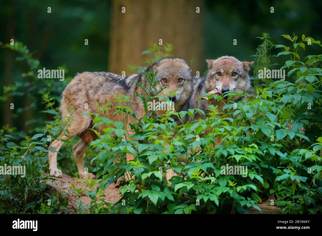 Wolves in forest hi-res stock photography and images - Alamy