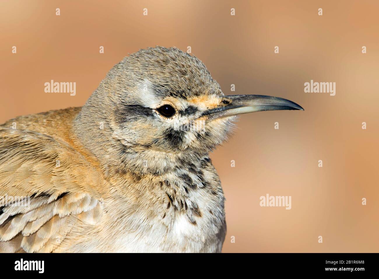 hoopoe lark, bifasciated lark (Alaemon alaudipes, Alaemon alaudipes ...