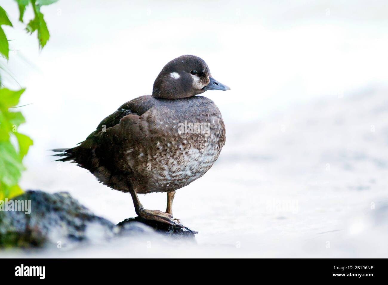 Female harlequin duck hi-res stock photography and images - Alamy