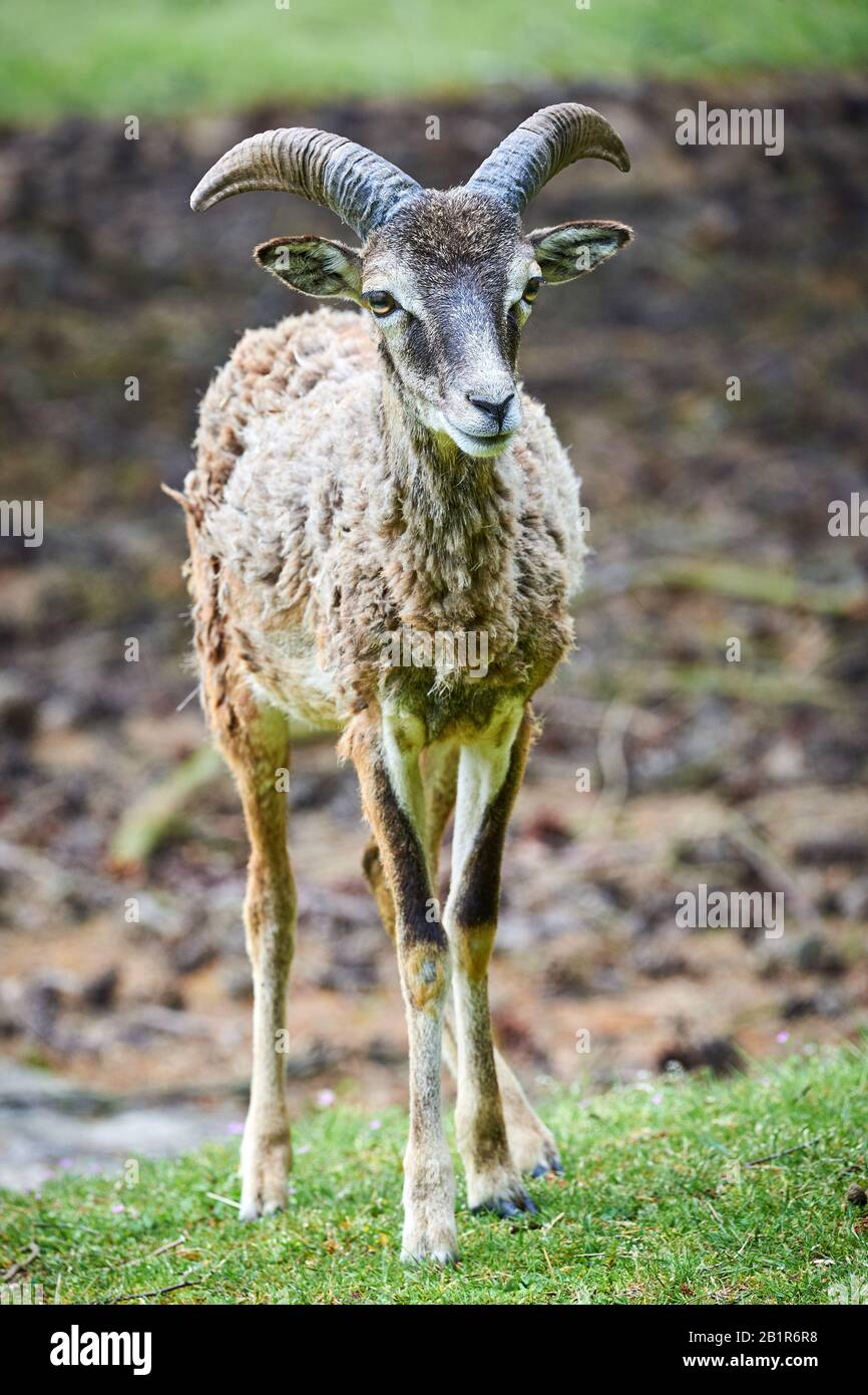 Mouflon Male Head Closeup (Ovis Orientalis Stock Photo - Alamy