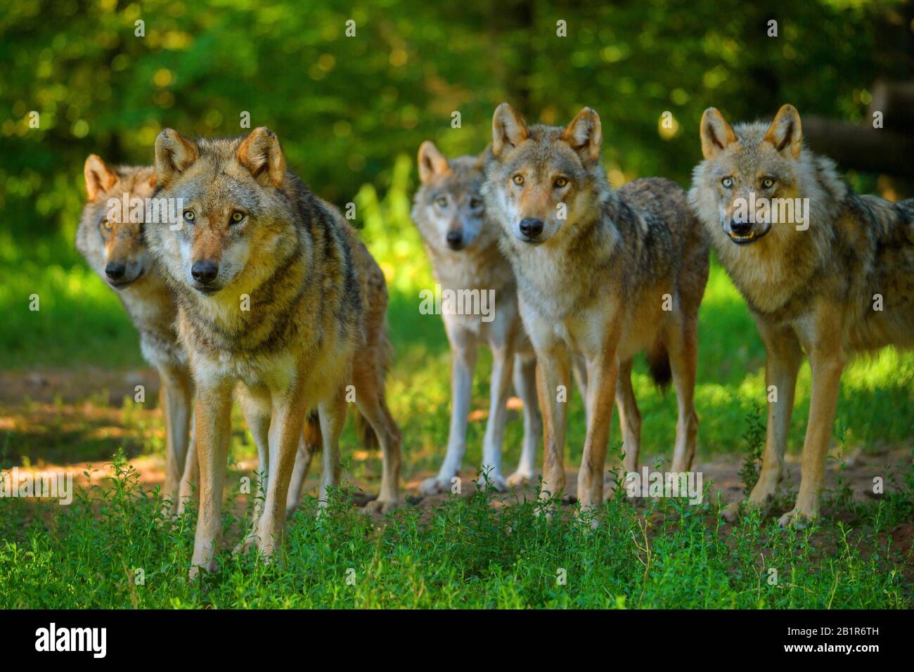 German wolf packs hi-res stock photography and images - Alamy