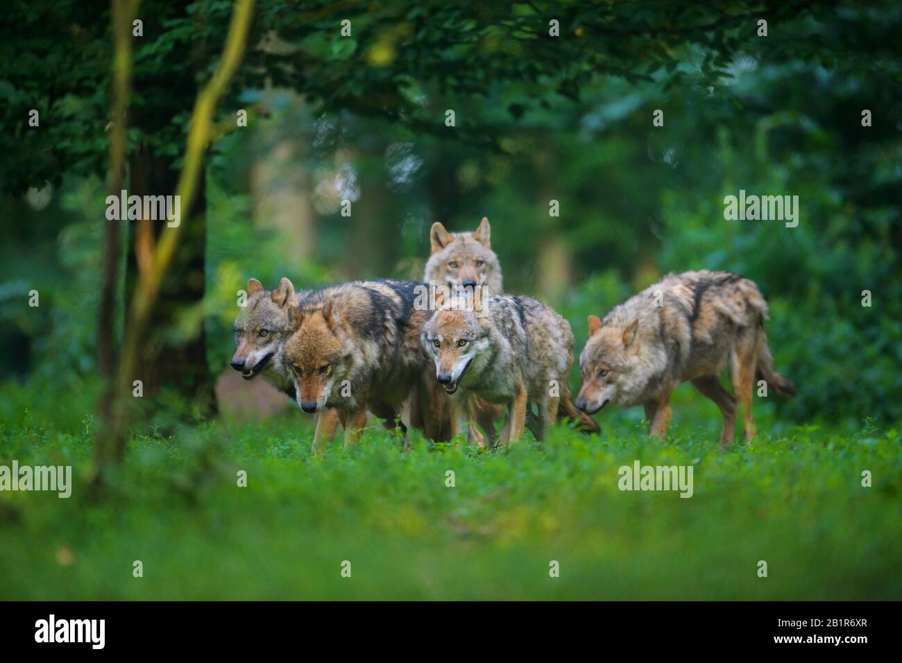 Wolf Pack High Resolution Stock Photography and Images - Alamy