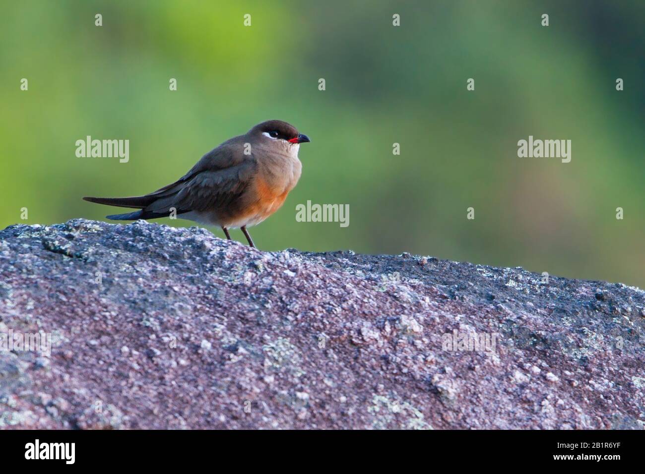 Madagascar pratincole (Glareola ocularis), endemic species of ...