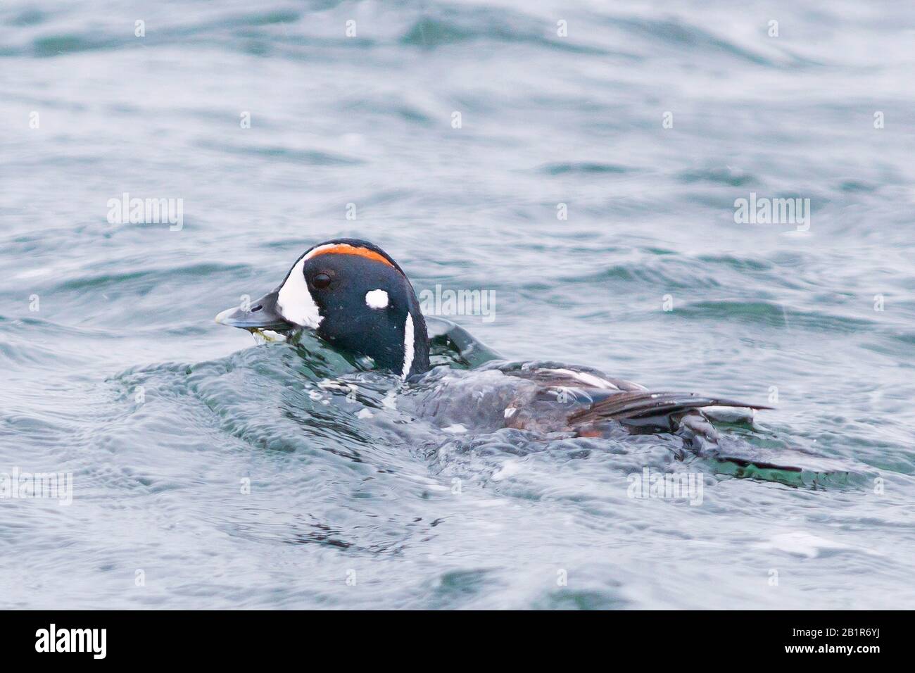 Drake harlequin duck hi-res stock photography and images - Alamy