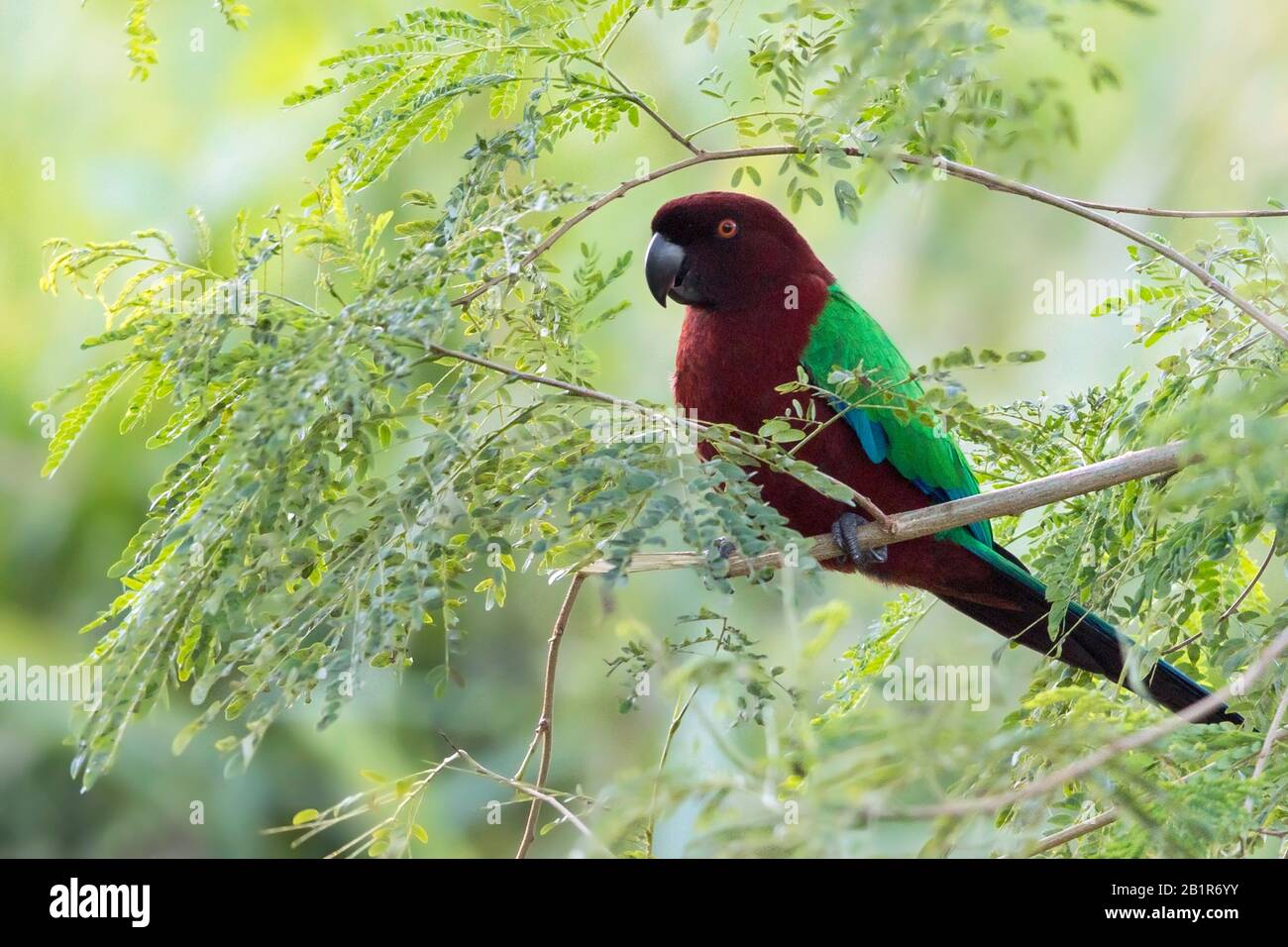 red shining parrot (Prosopeia tabuensis), on a branch, Fiji Stock Photo ...