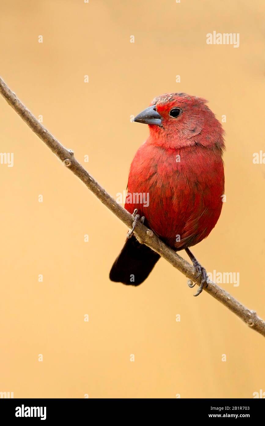 African fire finch bird hi-res stock photography and images - Alamy