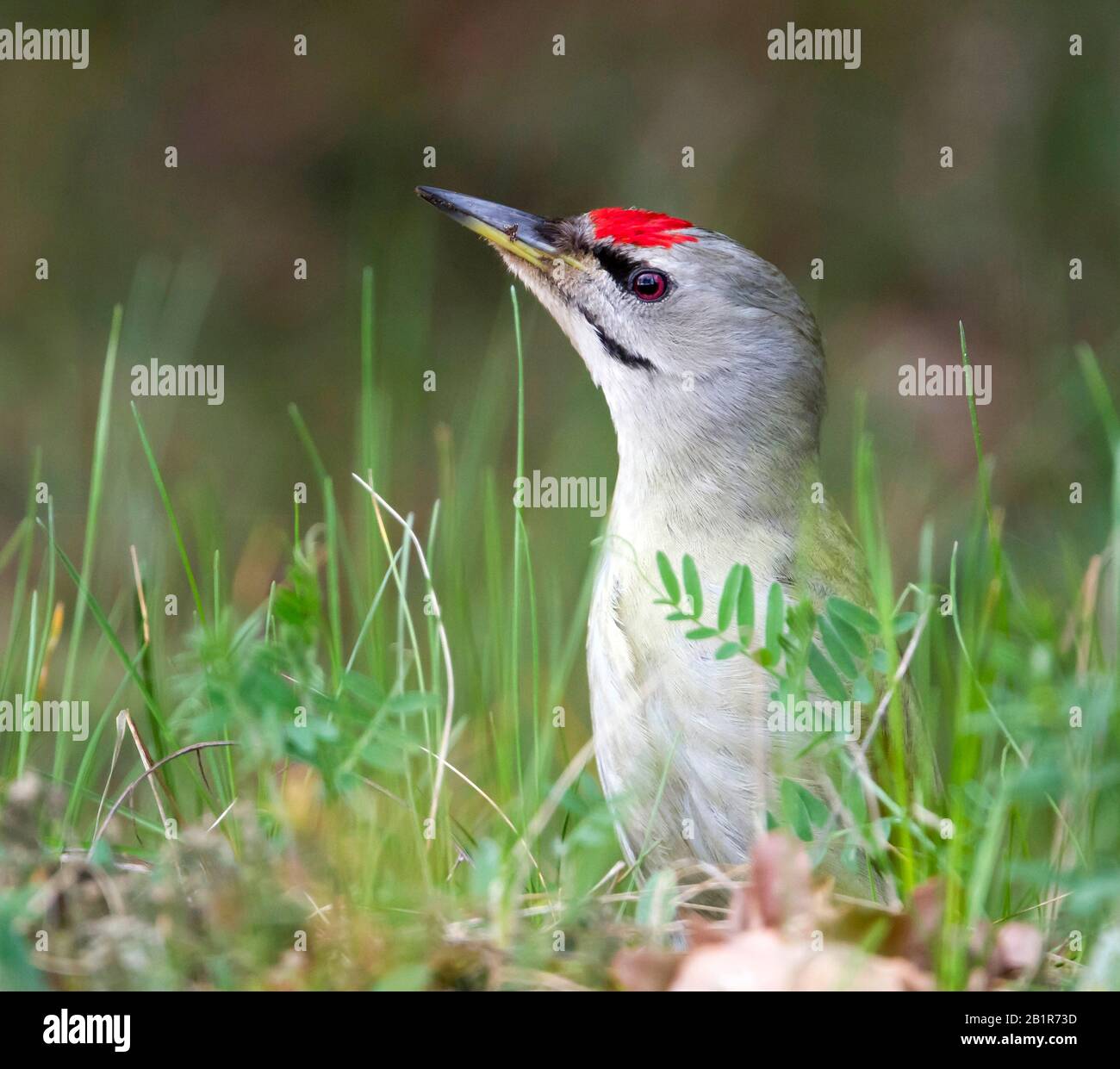 Grey woodpeckers hi-res stock photography and images - Alamy