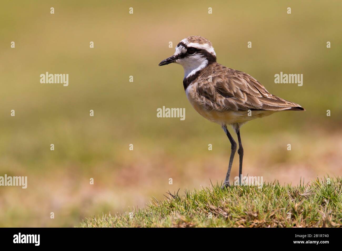 Black banded plover hi-res stock photography and images - Alamy