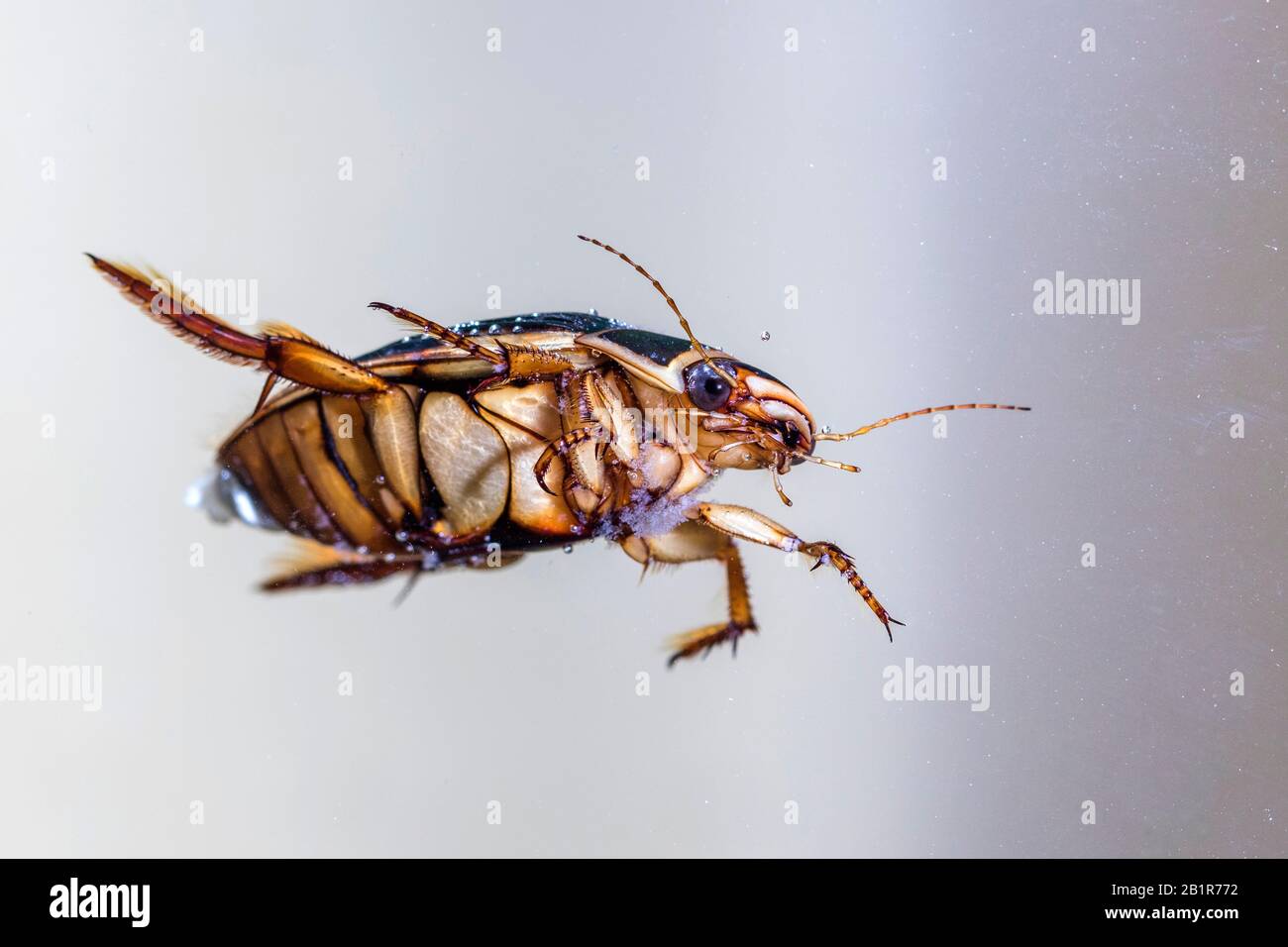 Carnivorous water beetles hi-res stock photography and images - Alamy