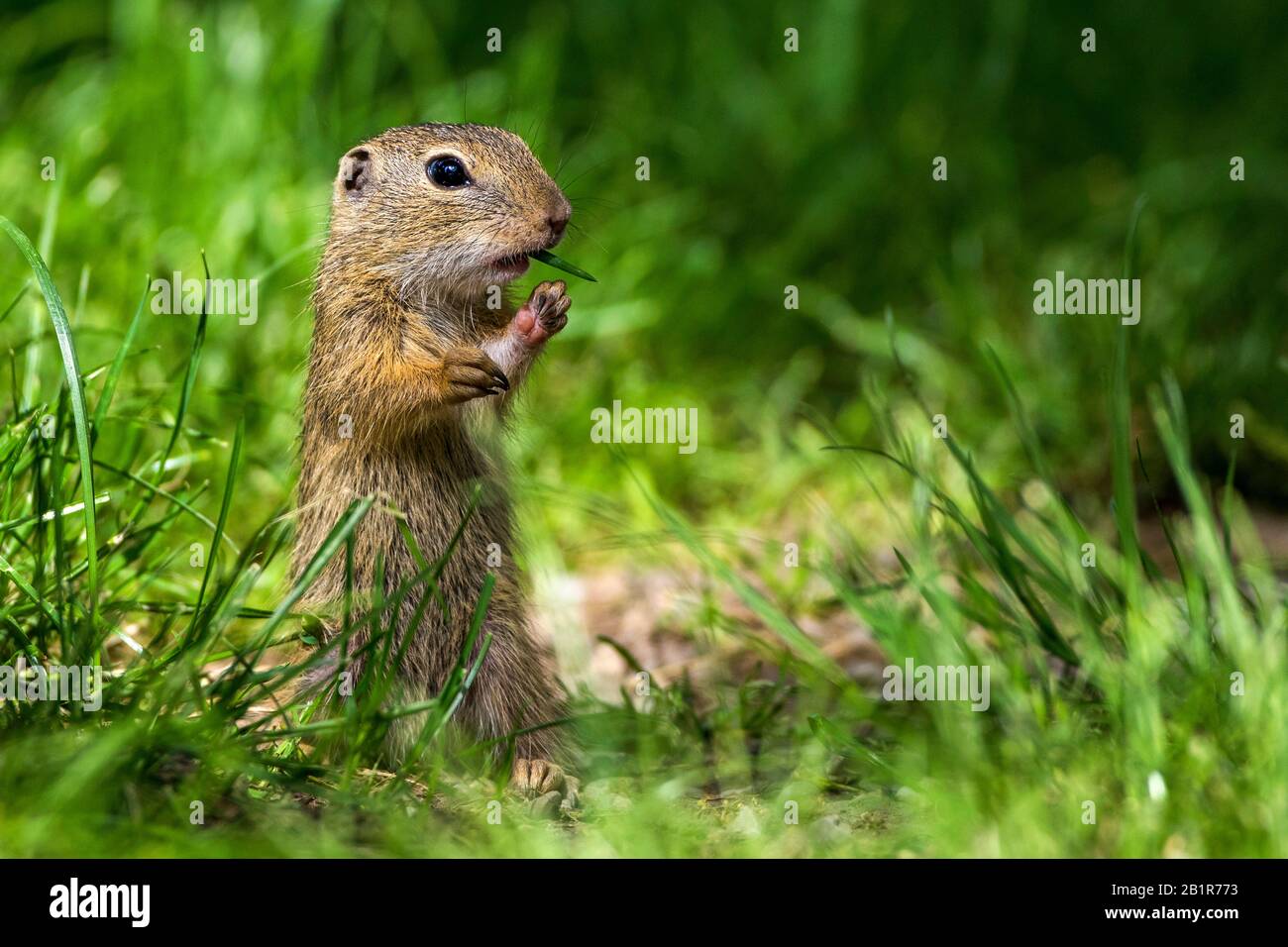 European ground squirrel, European suslik, European souslik (Citellus ...