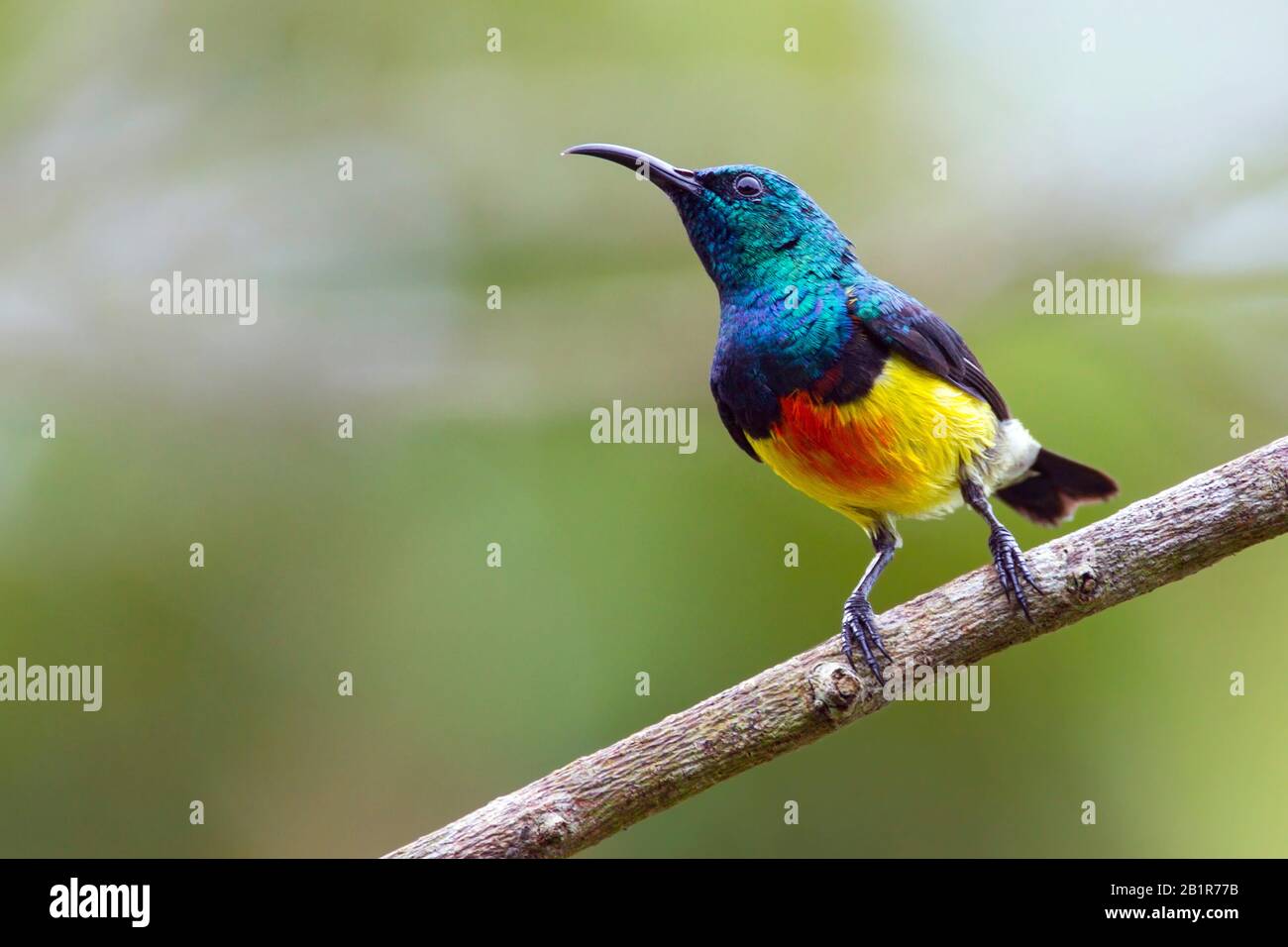 Sunbird birds hi-res stock photography and images - Alamy