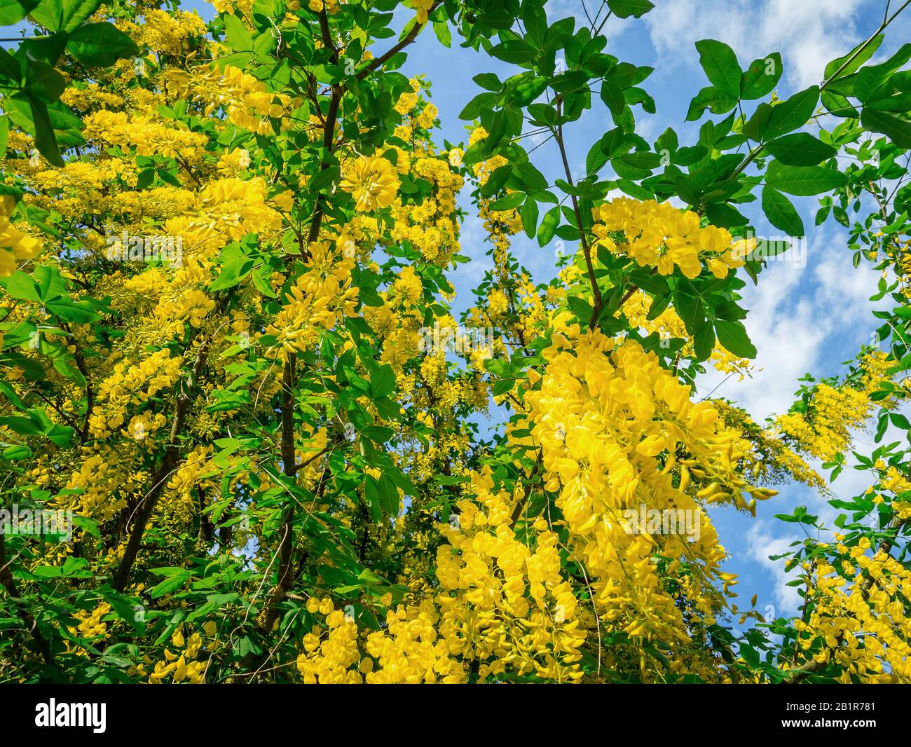 goldenchain tree (Laburnum x watereri, Laburnum watereri), blooming ...