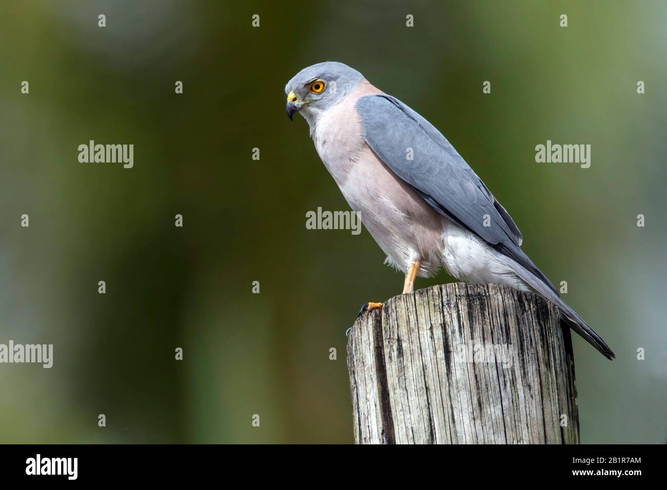 fiji goshawk (Accipiter rufitorques), raptor endemic to Fihi, Fiji ...