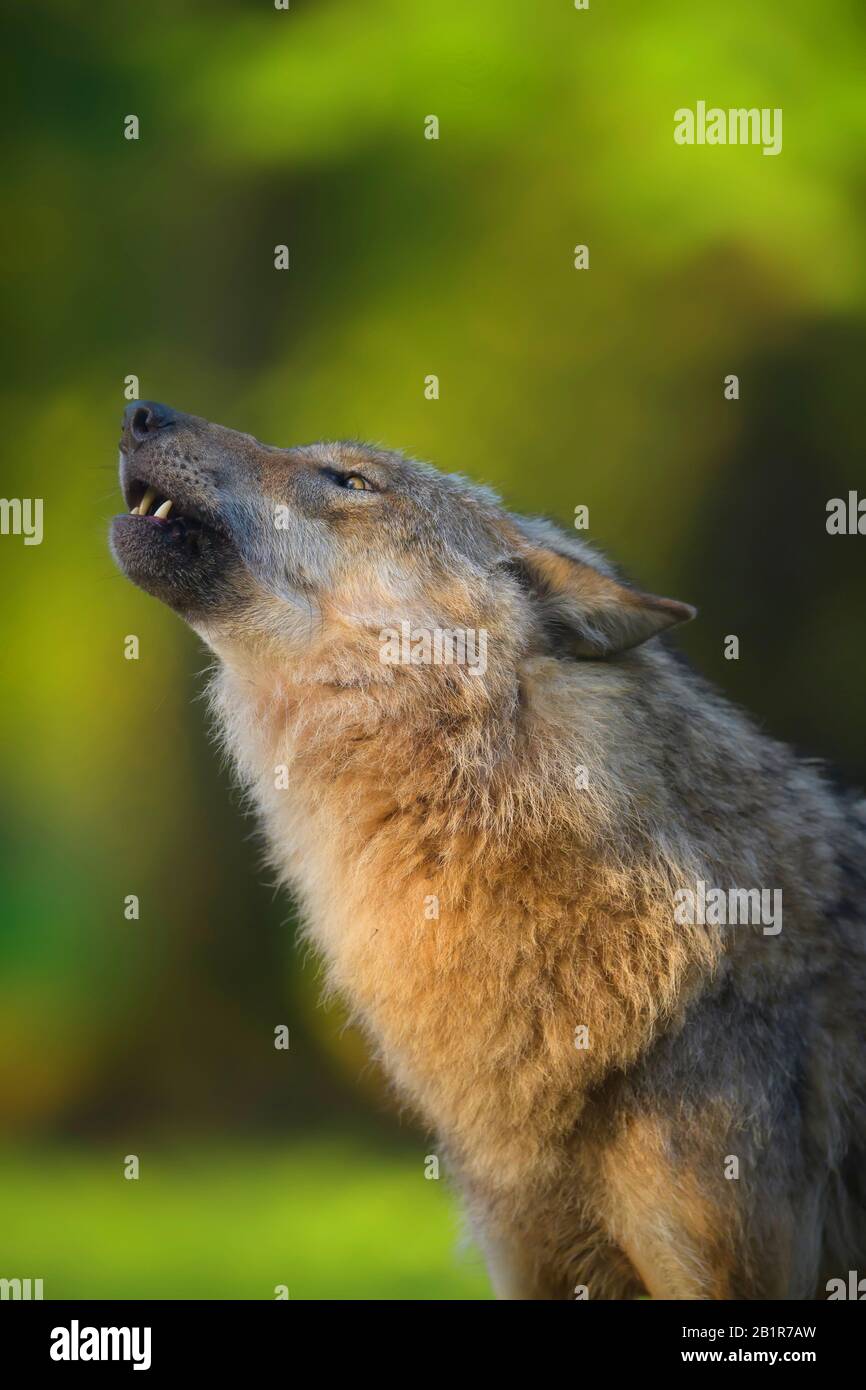 Wolf howling close up hi-res stock photography and images - Alamy