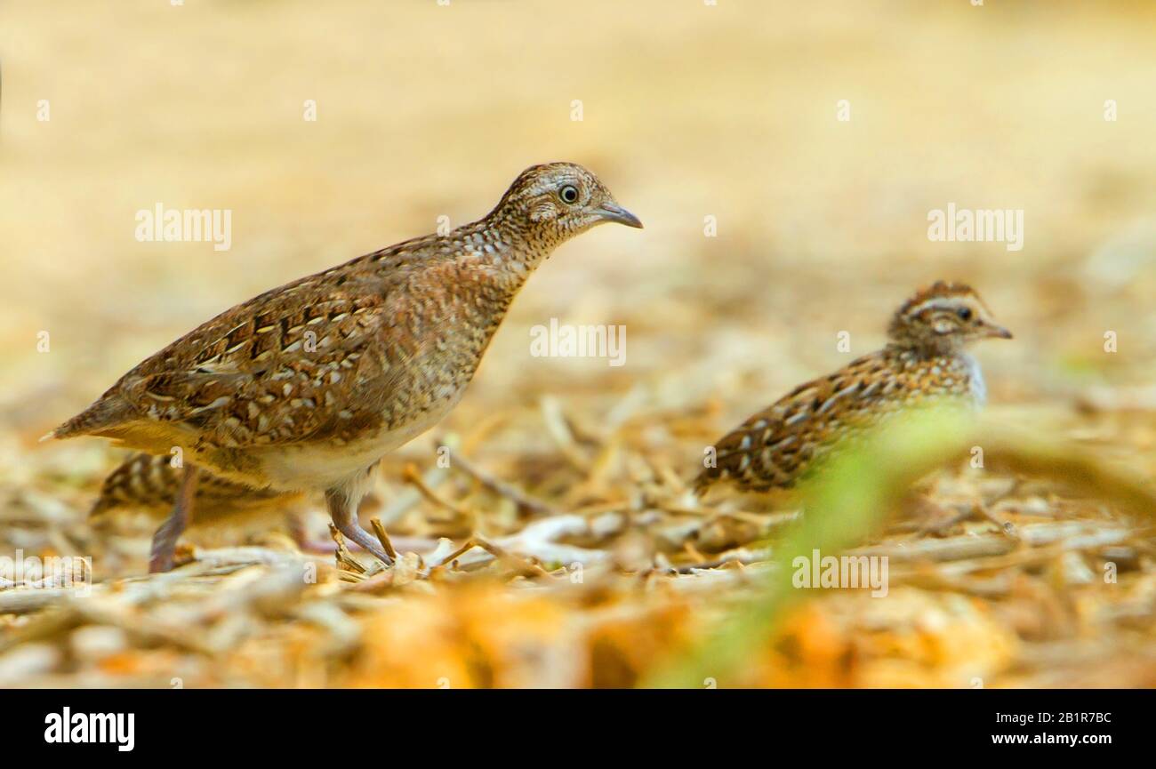 Madagascar button-quail (Turnix nigricollis), walking through leaf litter, Madagascar Stock ...