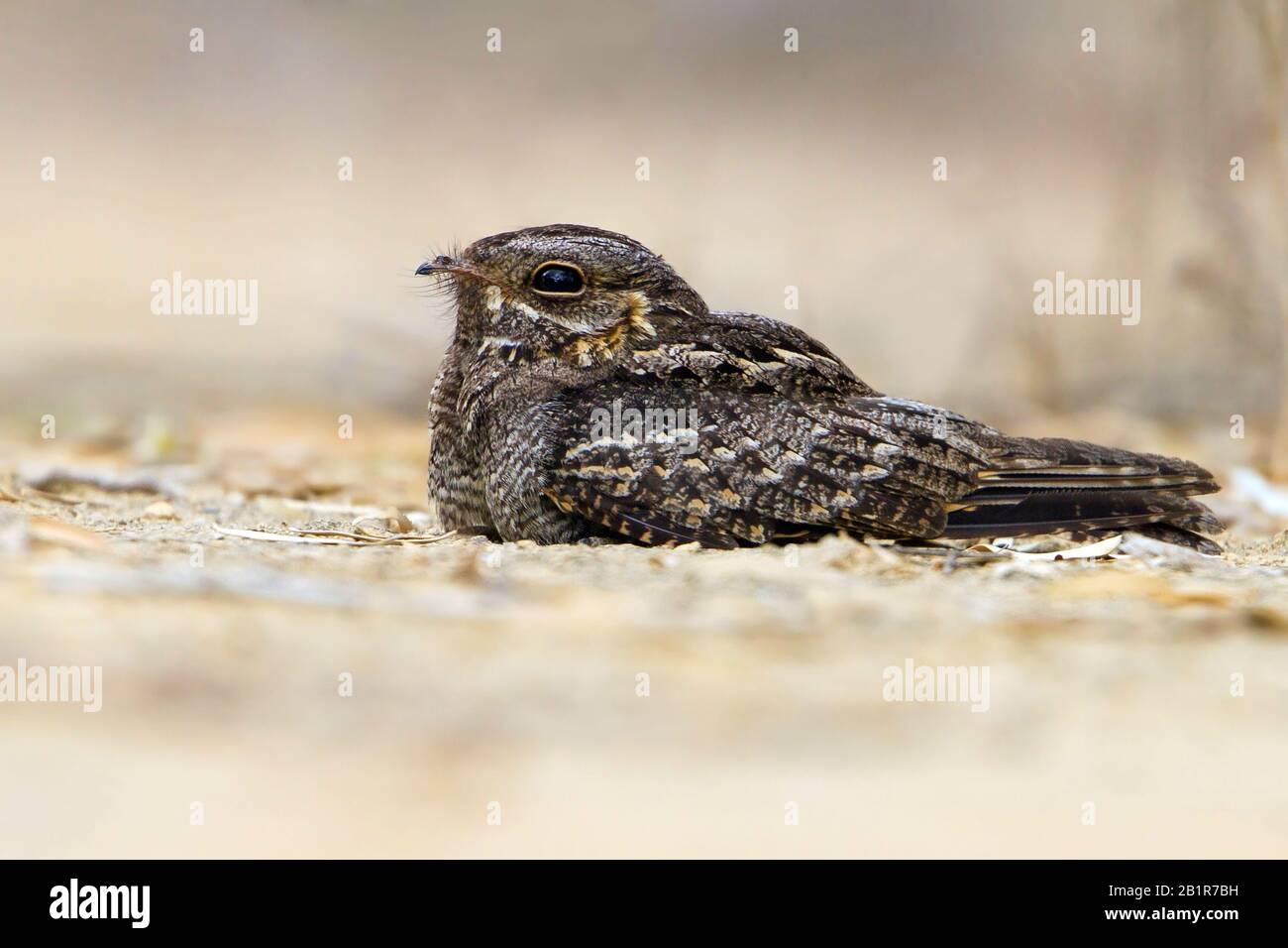 Madagascar Nightjar (Caprimulgus madagascariensis), resting on the ground, Madagascar Stock ...