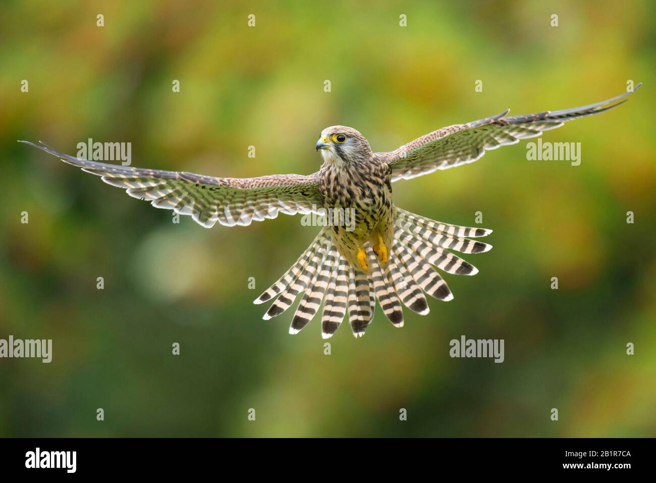 Falcons High Resolution Stock Photography and Images - Alamy
