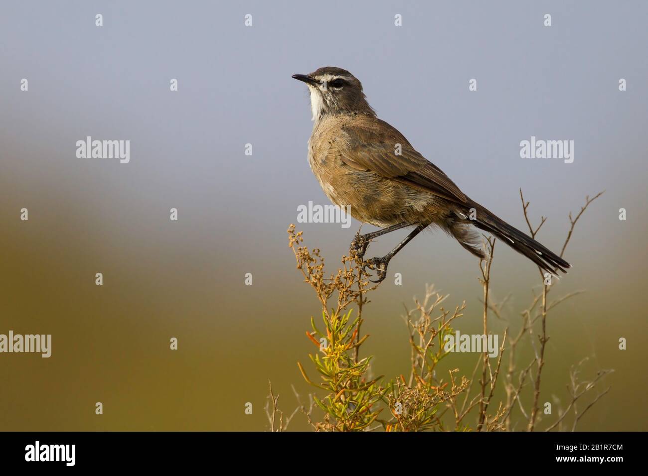 Karoo scrub robin hi-res stock photography and images - Alamy