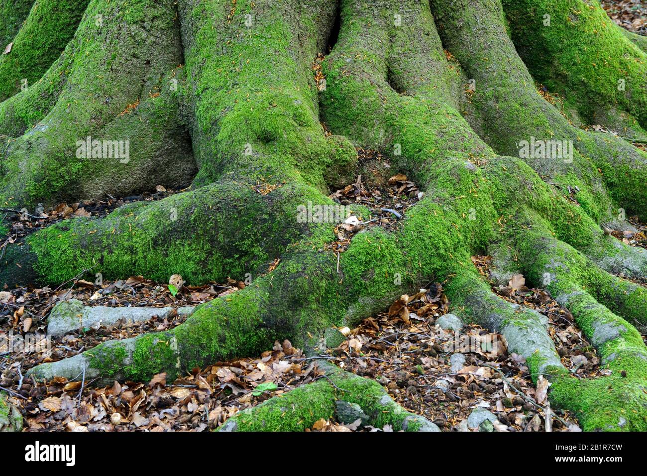 Mossy roots hi-res stock photography and images - Alamy