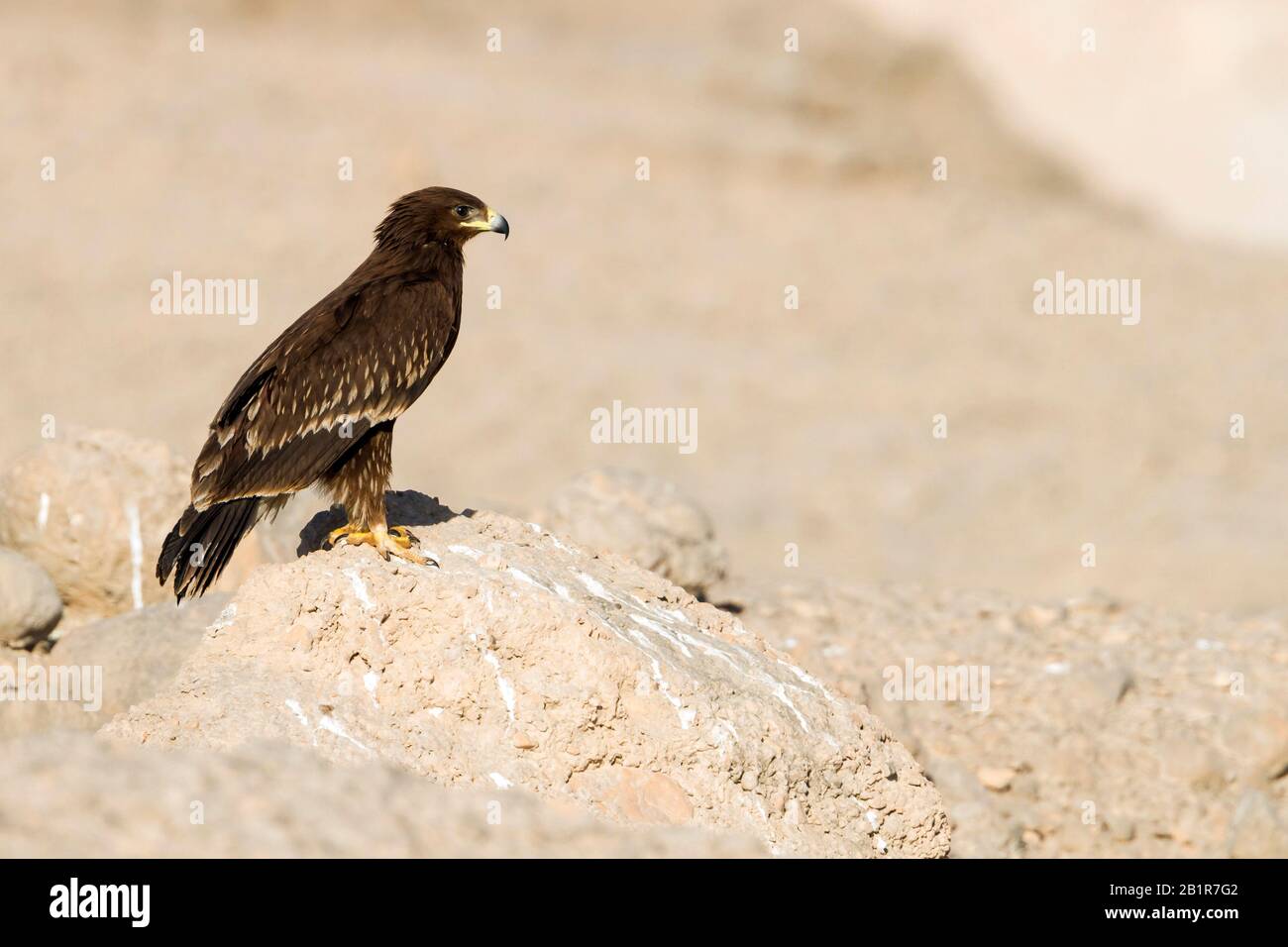 greater spotted eagle (Aquila clanga), sits on a rock, Oman Stock Photo ...