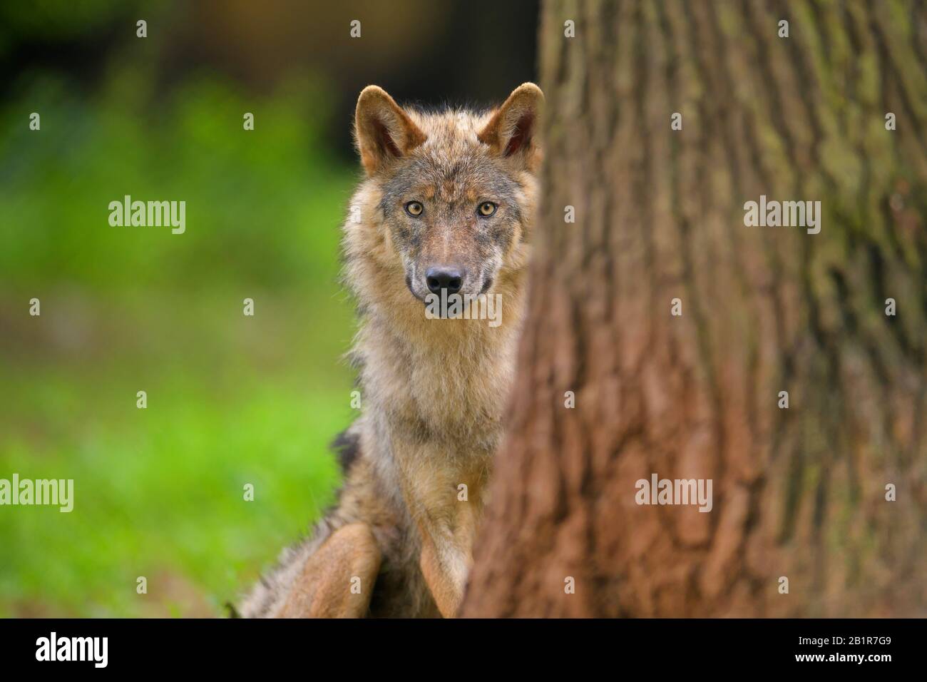 Wolf Behind Tree High Resolution Stock Photography and Images - Alamy