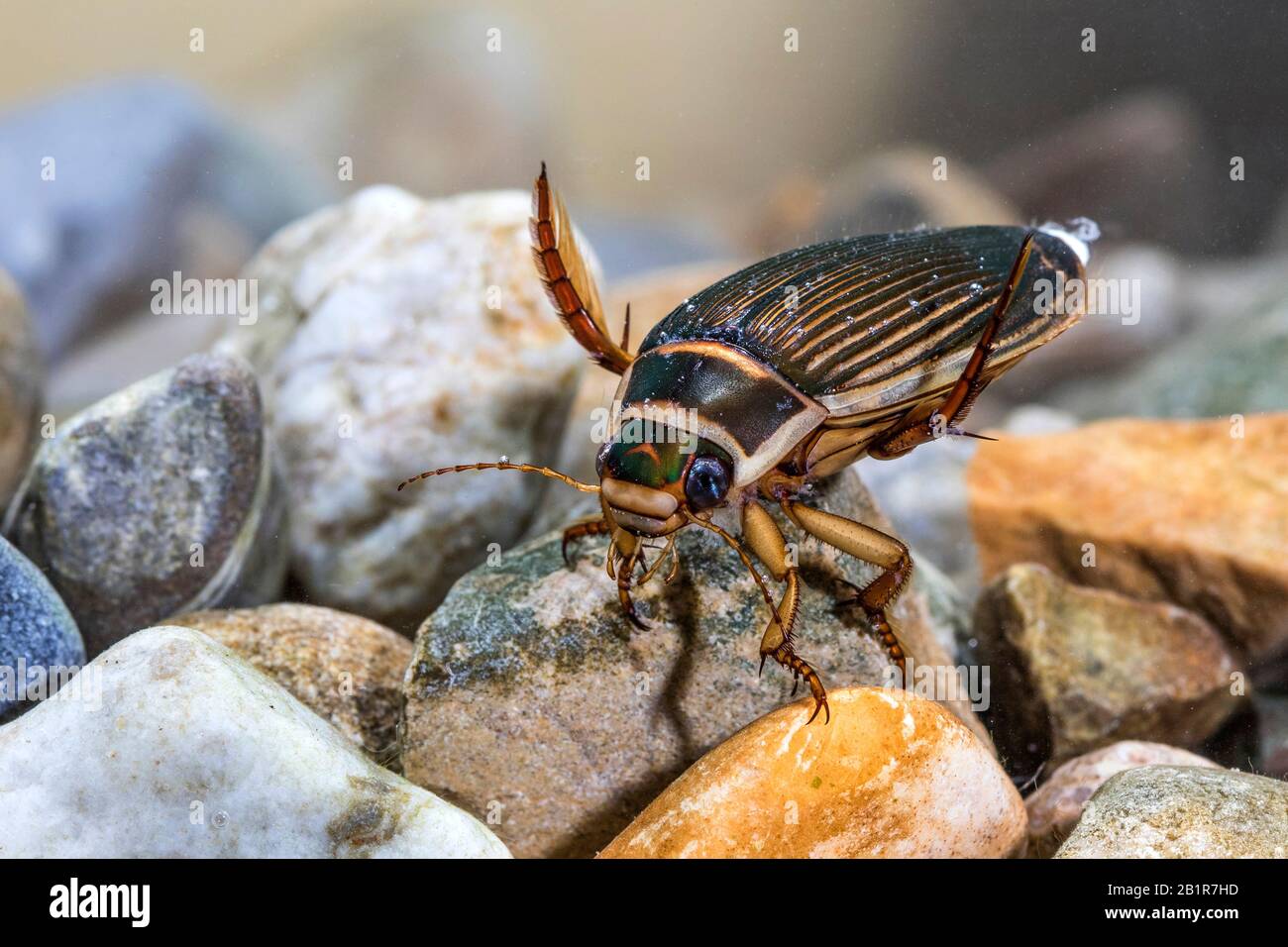 Female Beetles High Resolution Stock Photography and Images - Alamy