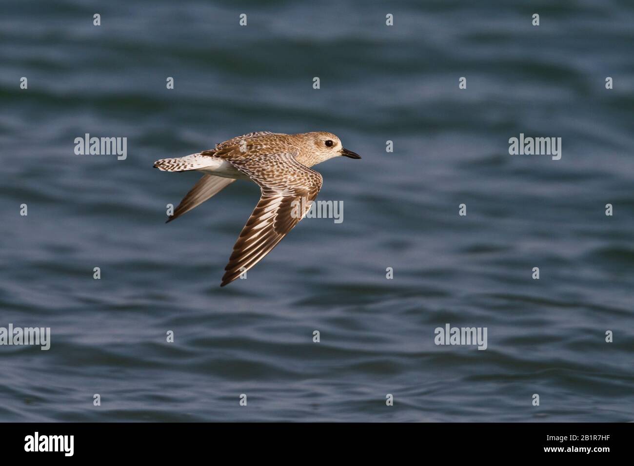 Grey plover flight hi-res stock photography and images - Alamy