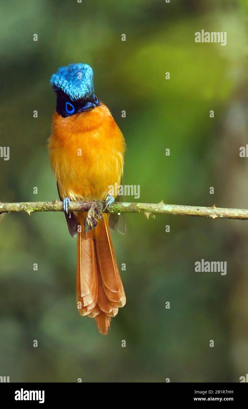 Madagascar paradise flycatcher (Terpsiphone mutata), Female ...