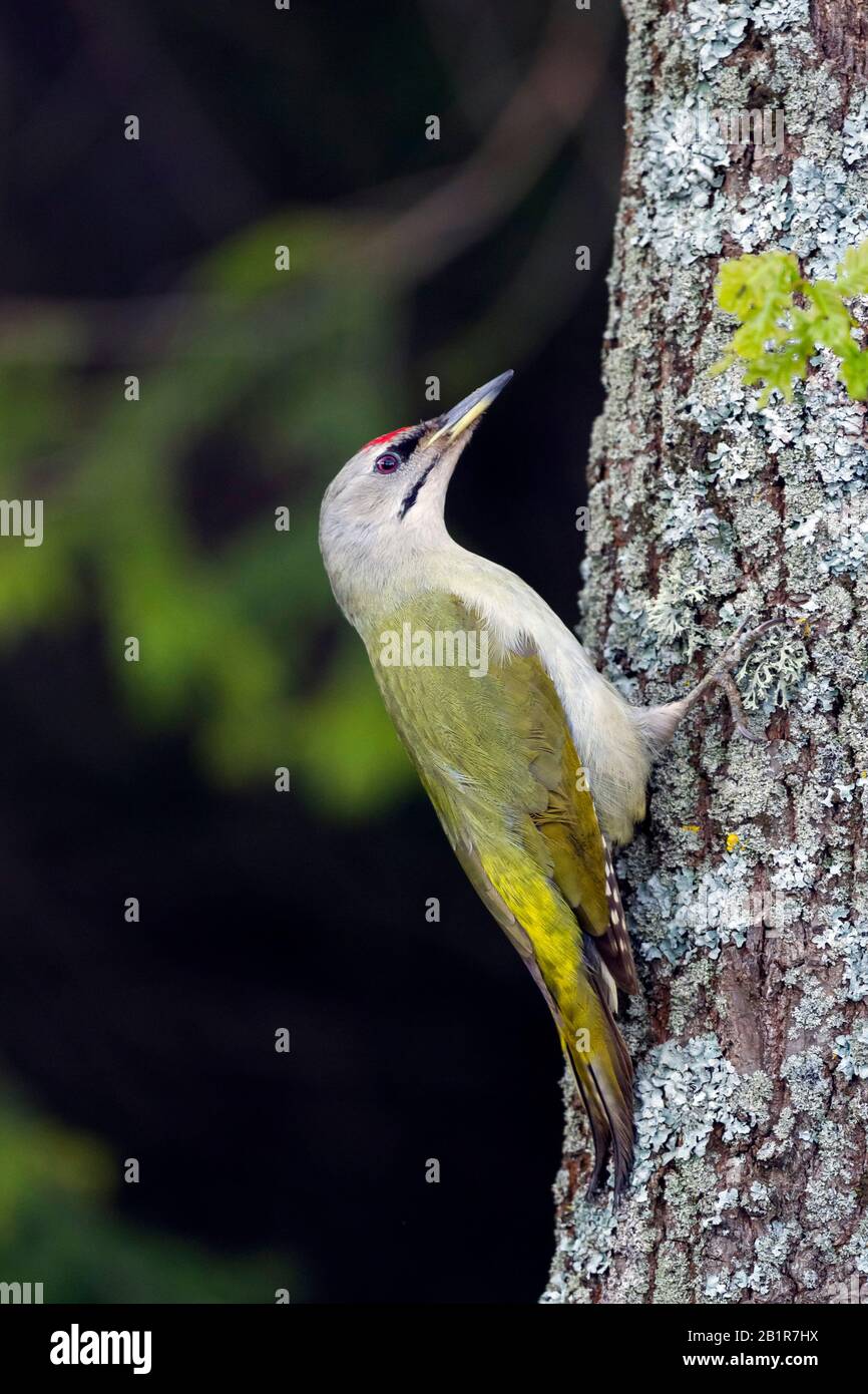 Grey woodpeckers hi-res stock photography and images - Alamy