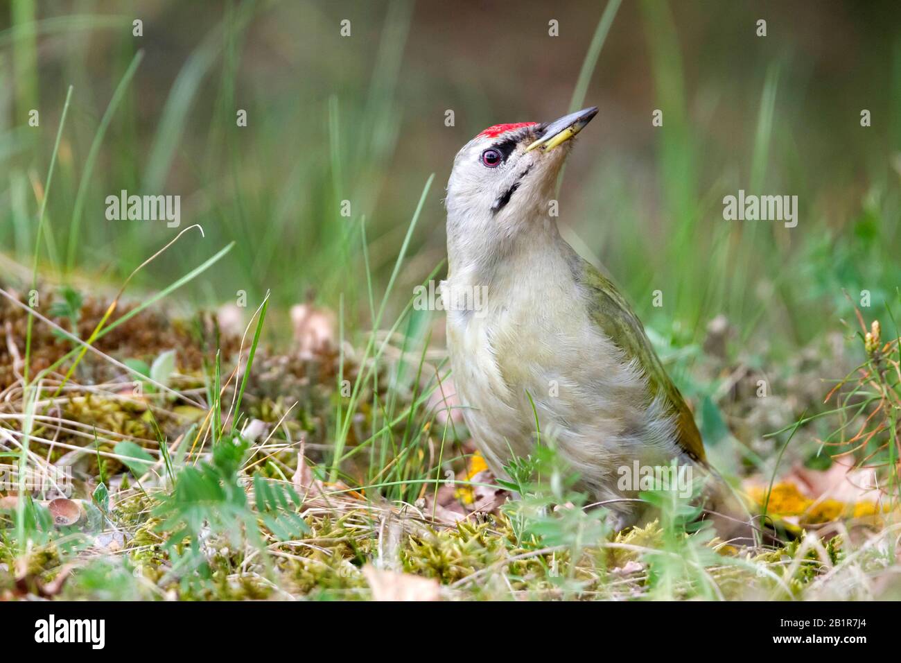 Grey woodpeckers hi-res stock photography and images - Alamy
