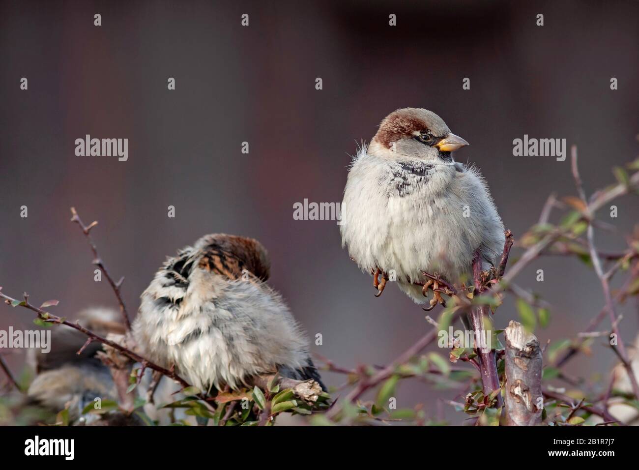 Two house sparrows hi-res stock photography and images - Alamy