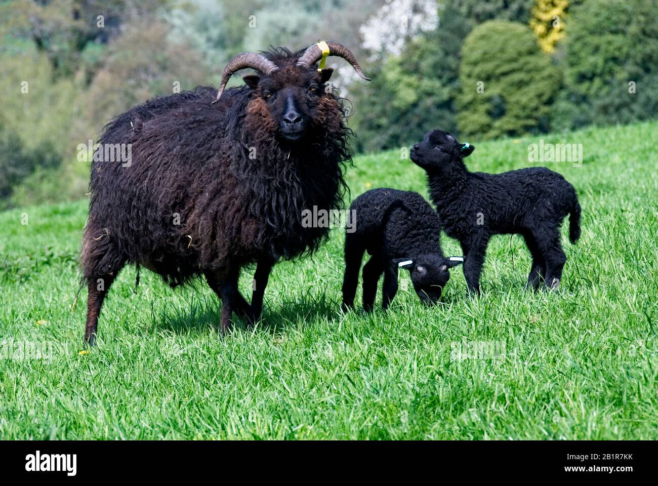 Hebridean sheep hi-res stock photography and images - Alamy