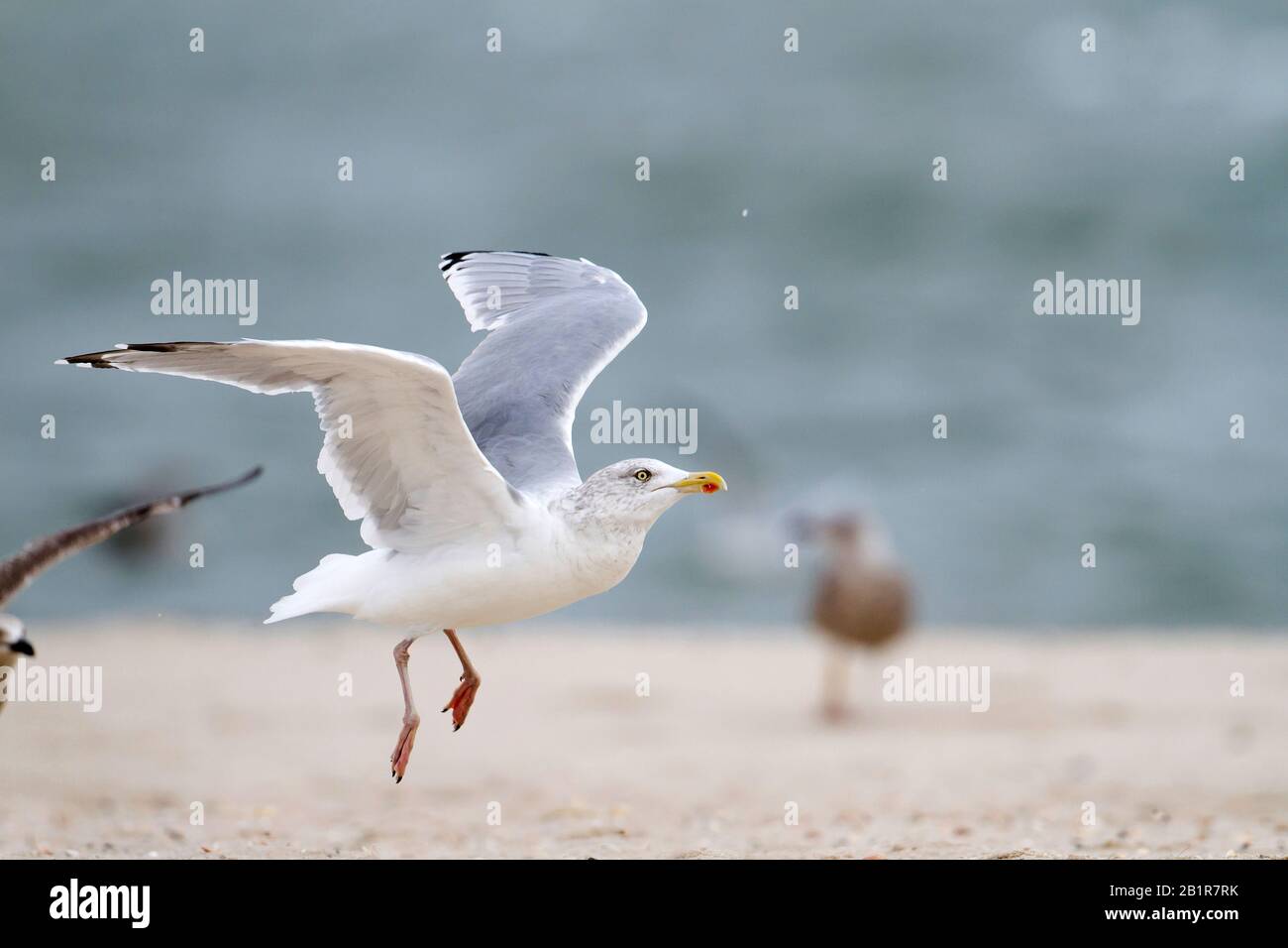Flying juvenile herring gull hi-res stock photography and images - Alamy