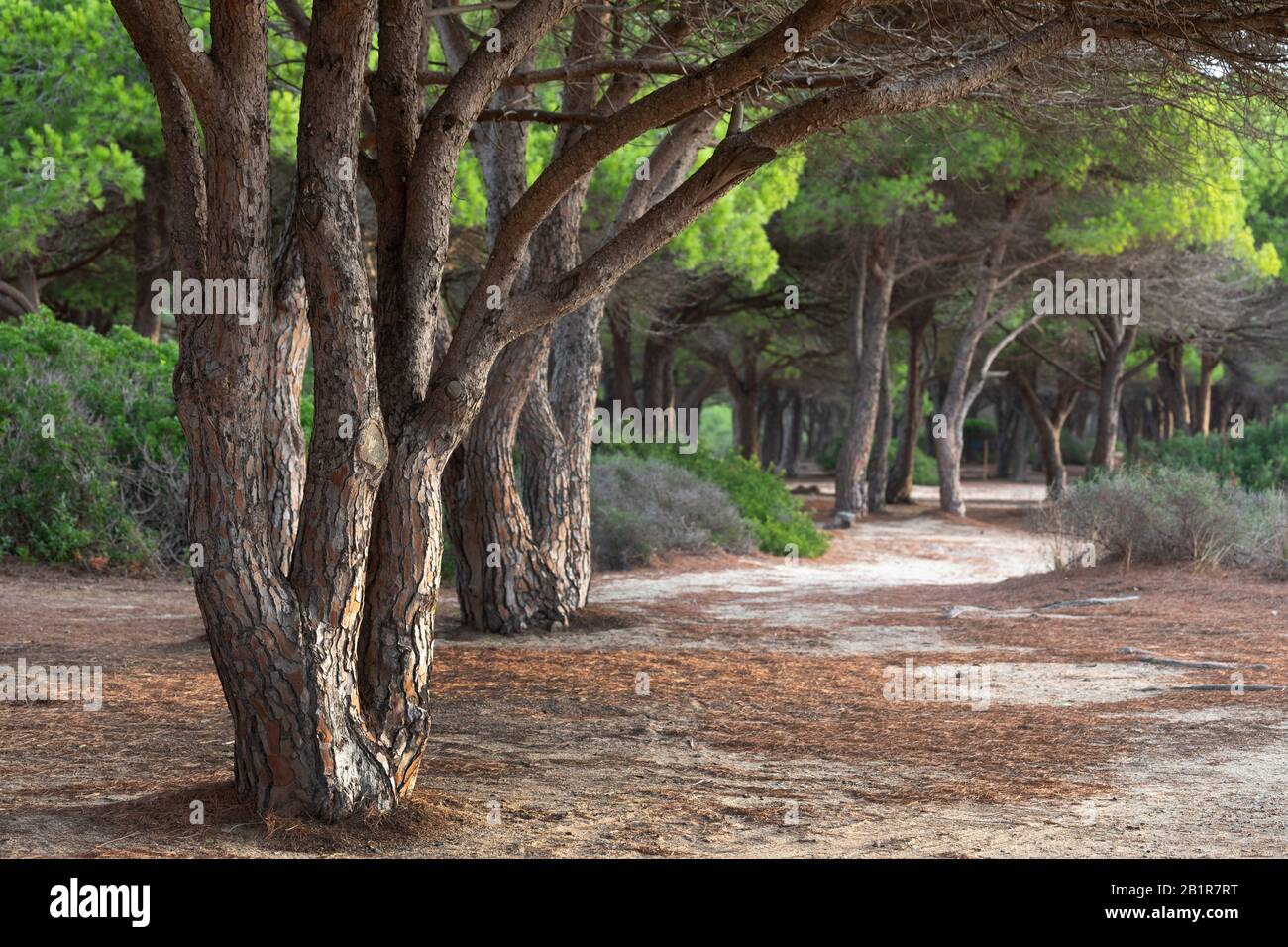 Stone pine, Italian Stone pine, Umbrella Pine (Pinus pinea), Umbrella ...