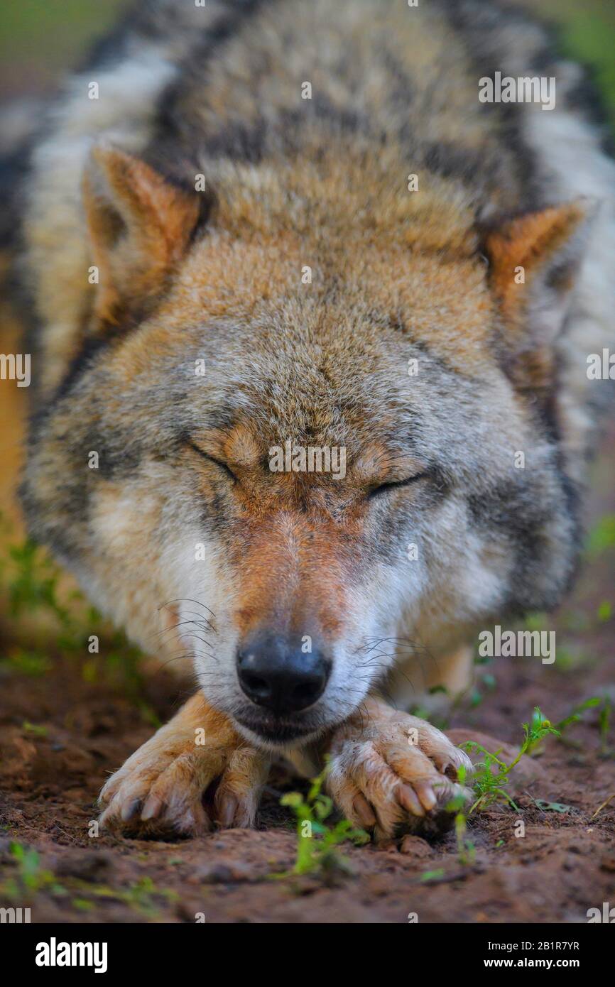 Sleeping wolf hi-res stock photography and images - Alamy