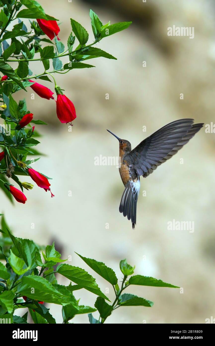 Giant Hummingbird Flying