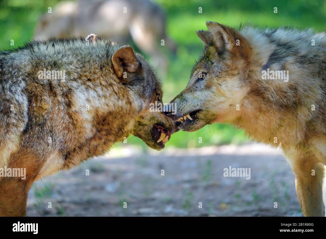Wolf Baring Teeth High Resolution Stock Photography and Images - Alamy