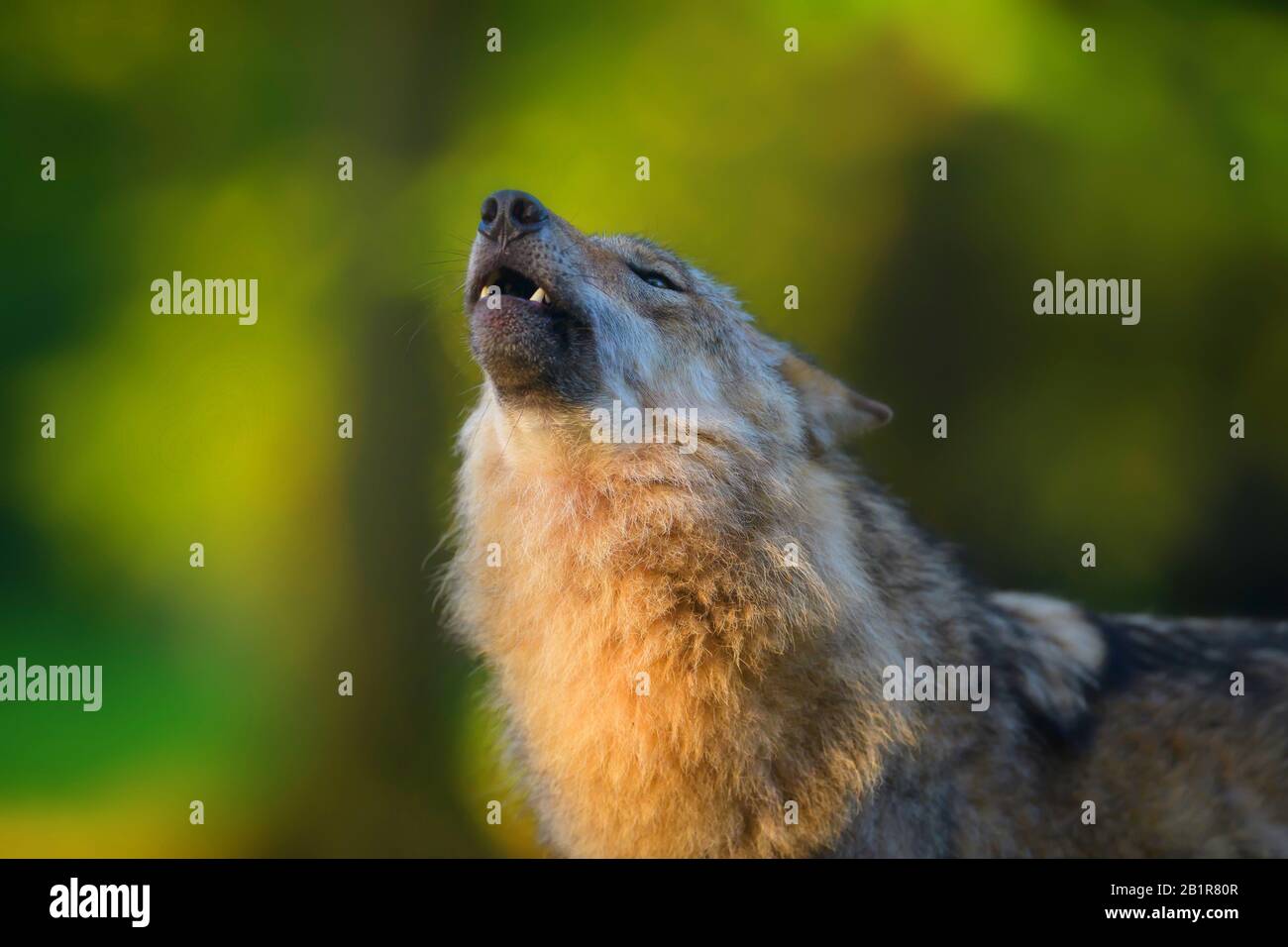 European gray wolf (Canis lupus lupus), portrait, howling, Germany ...