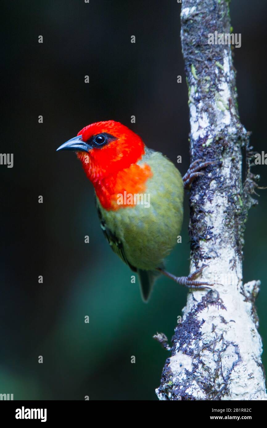 mauritius fody (Foudia rubra), on a branch, endemic species of bird ...