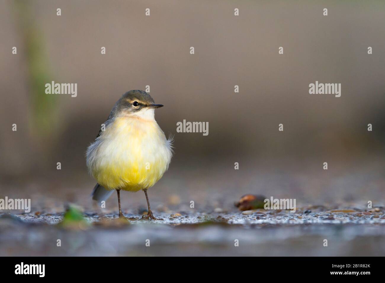 Grey wagtail motacilla cinerea fledglings hi-res stock photography and ...