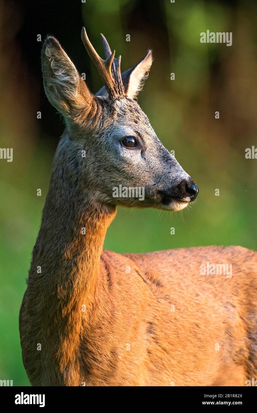 Half deer hi-res stock photography and images - Alamy