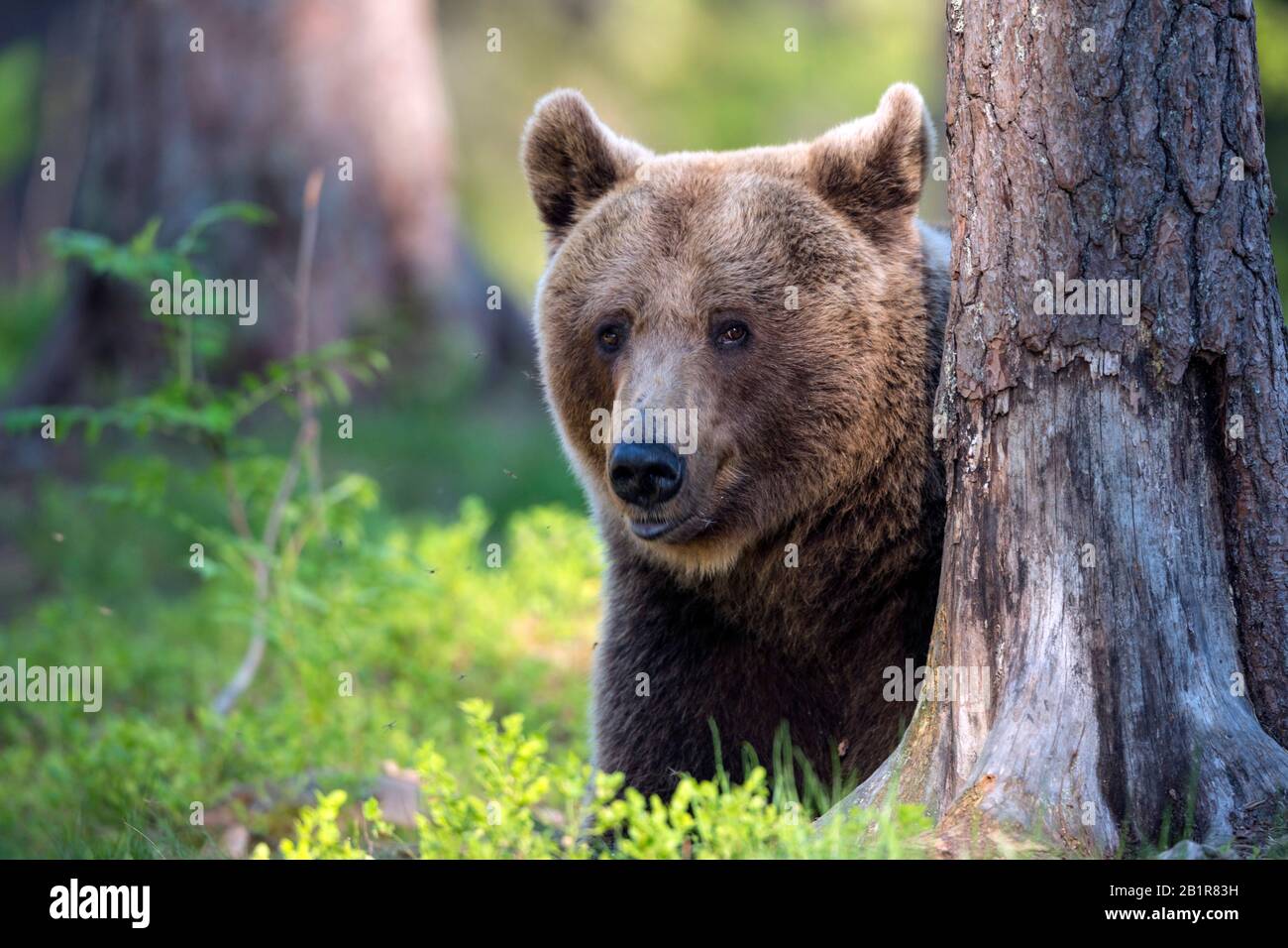 Tree Portraits High Resolution Stock Photography and Images - Alamy