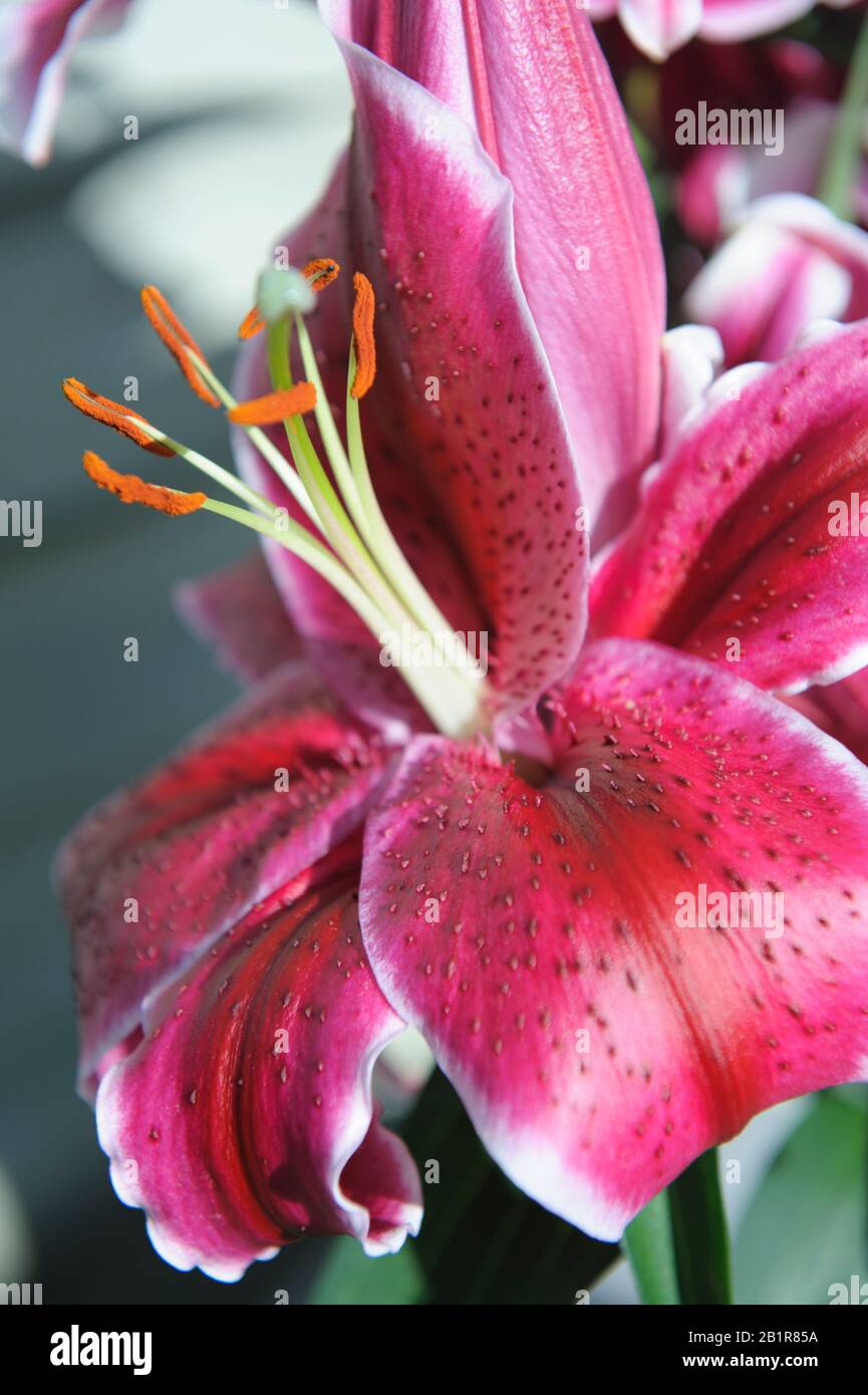 Open cut lilies hi-res stock photography and images - Alamy