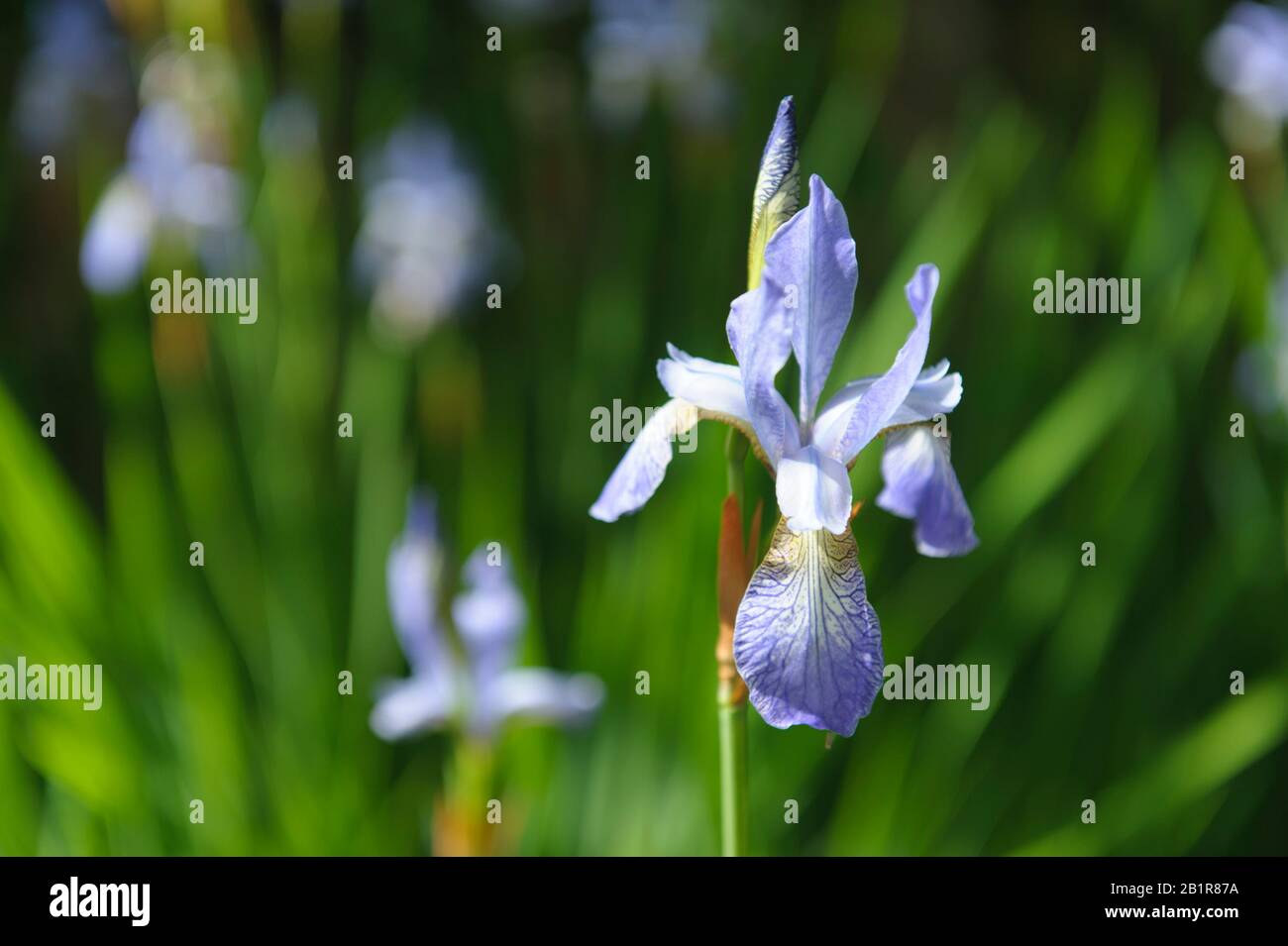Planting irises uk hi-res stock photography and images - Alamy