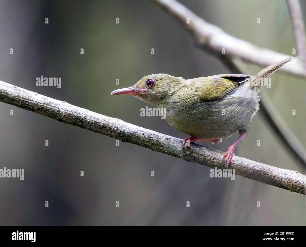 Longbill hi-res stock photography and images - Alamy