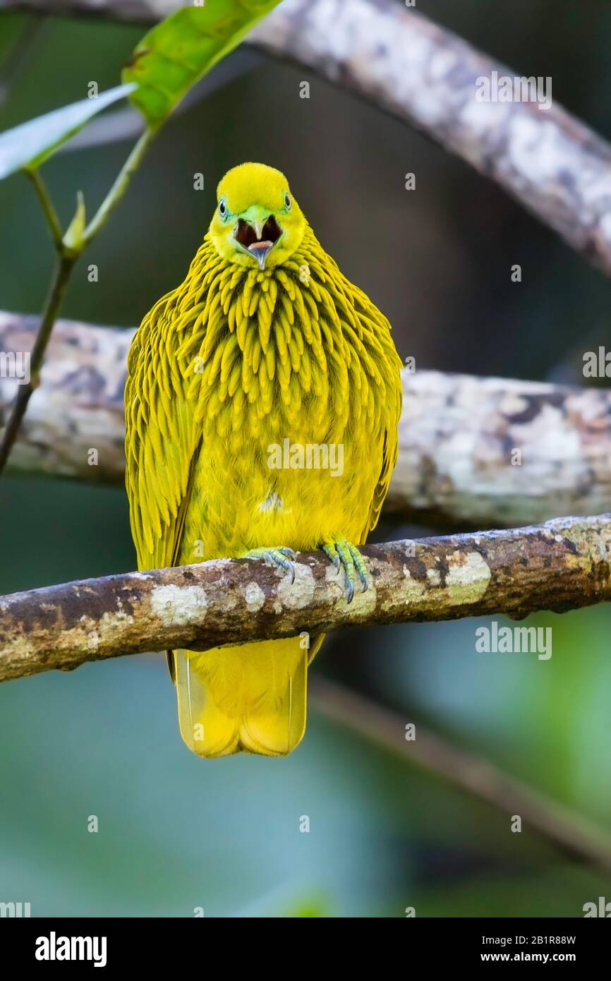 Golden Dove Wichita Ks