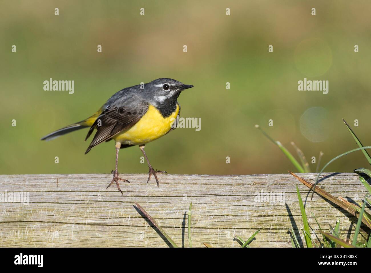 Grey wagtail male hi-res stock photography and images - Alamy