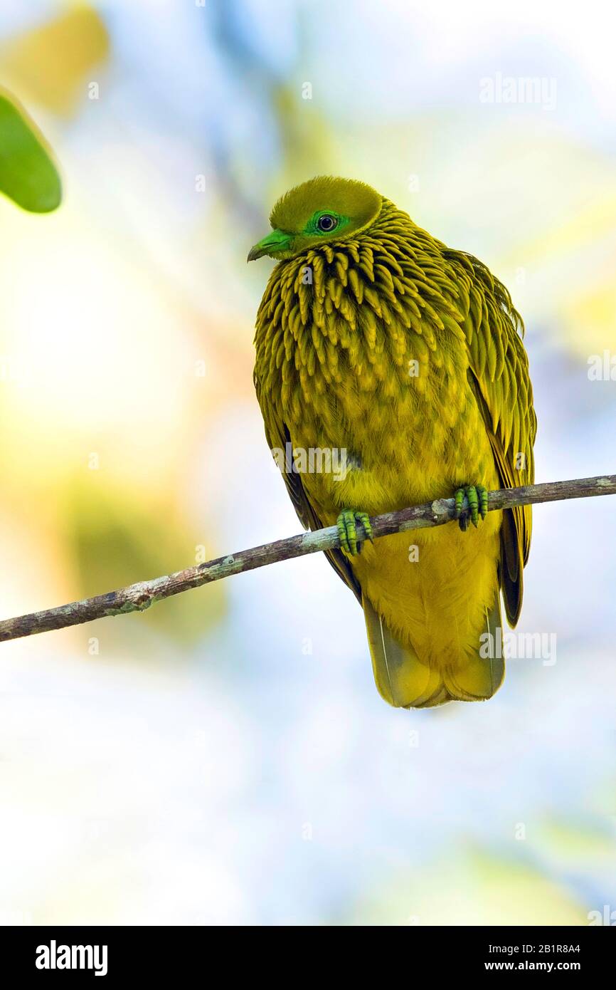 golden dove (Ptilinopus luteovirens), on a branch, Fiji Stock Photo - Alamy