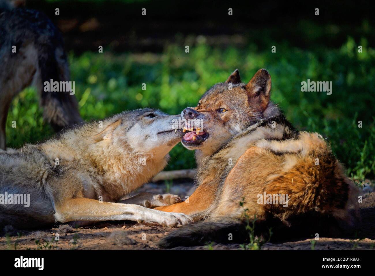 Wolf baring teeth hi-res stock photography and images - Alamy