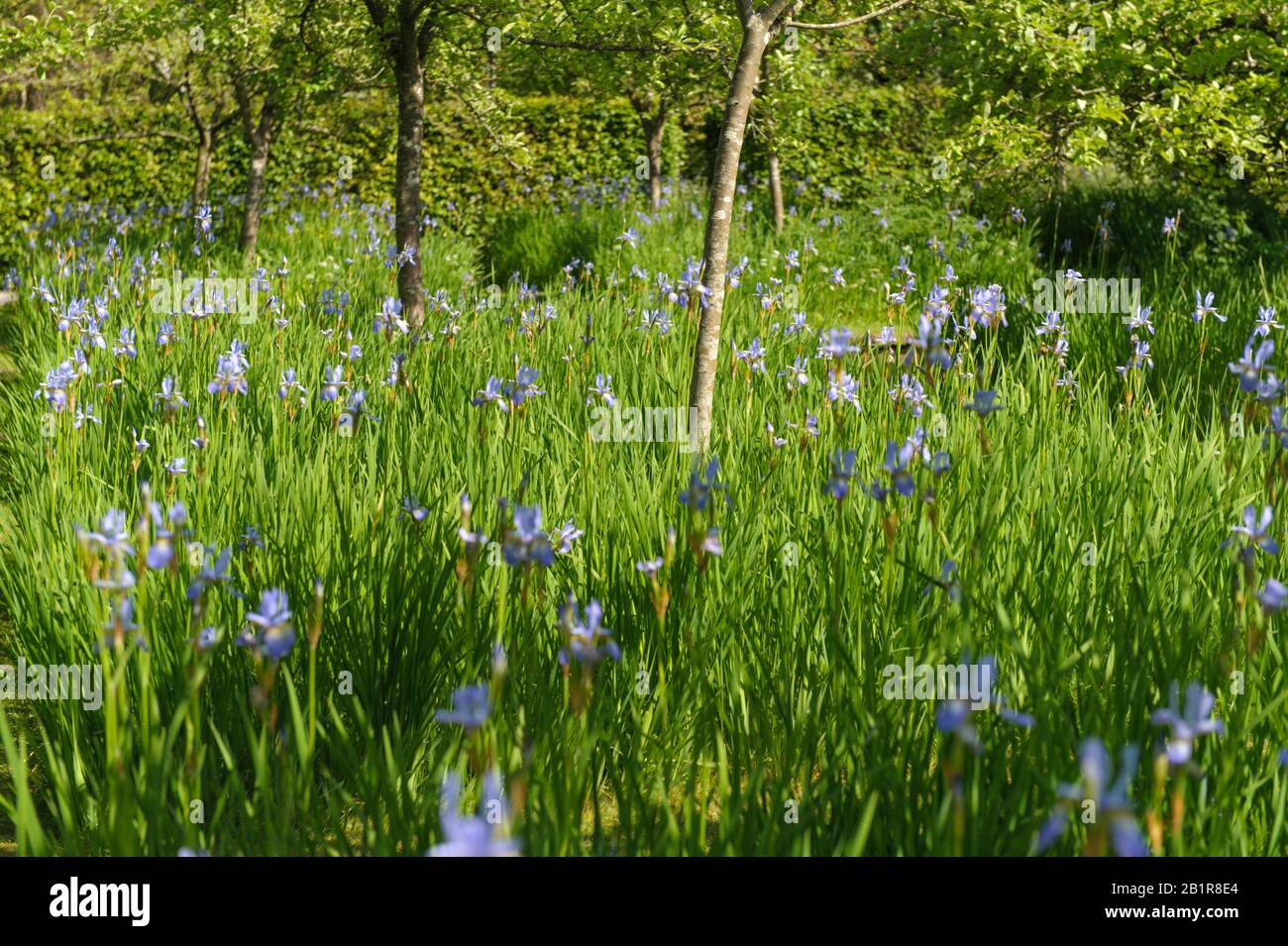 Planting irises uk hi-res stock photography and images - Alamy